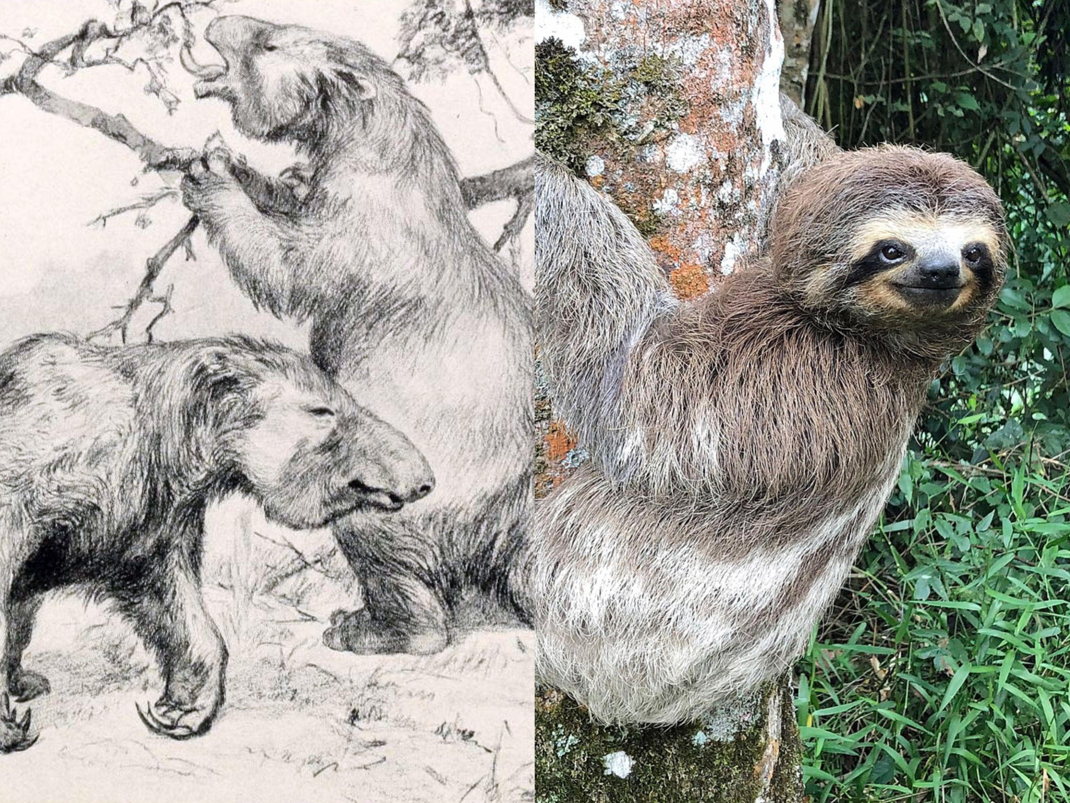 Animals That Were Terrifyingly Bigger in Prehistoric Times