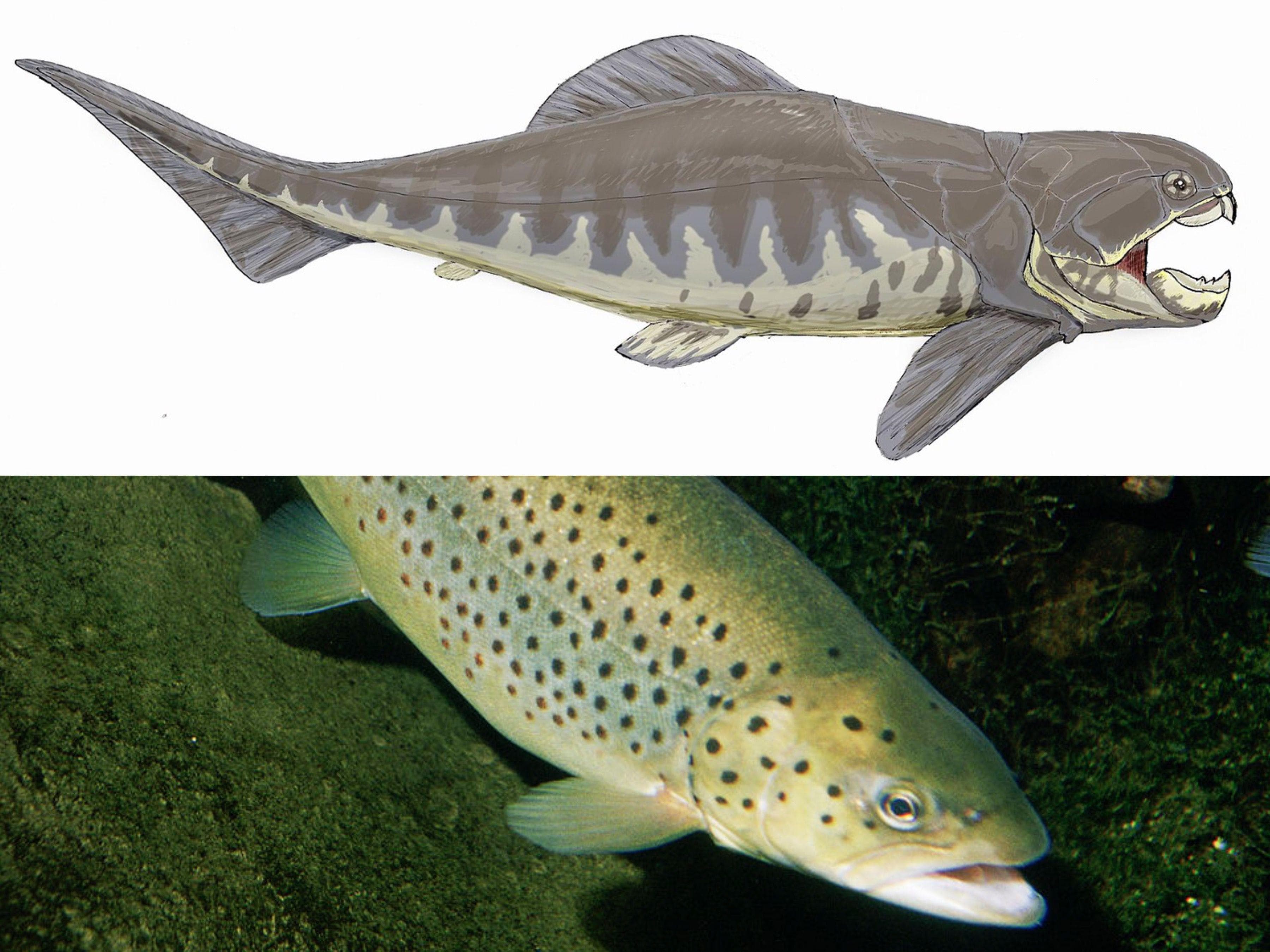 Animals That Were Terrifyingly Bigger in Prehistoric Times