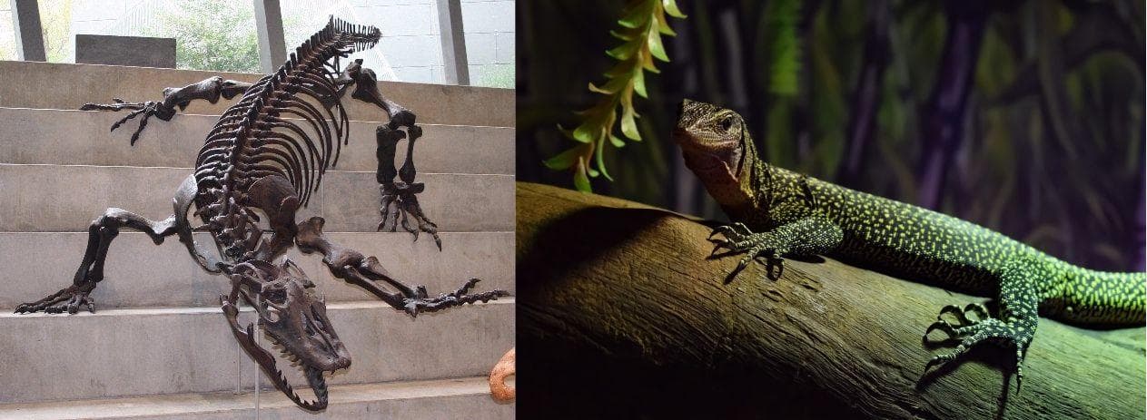 Animals That Were Terrifyingly Bigger in Prehistoric Times