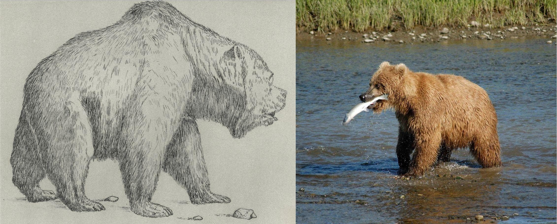 Animals That Were Terrifyingly Bigger in Prehistoric Times