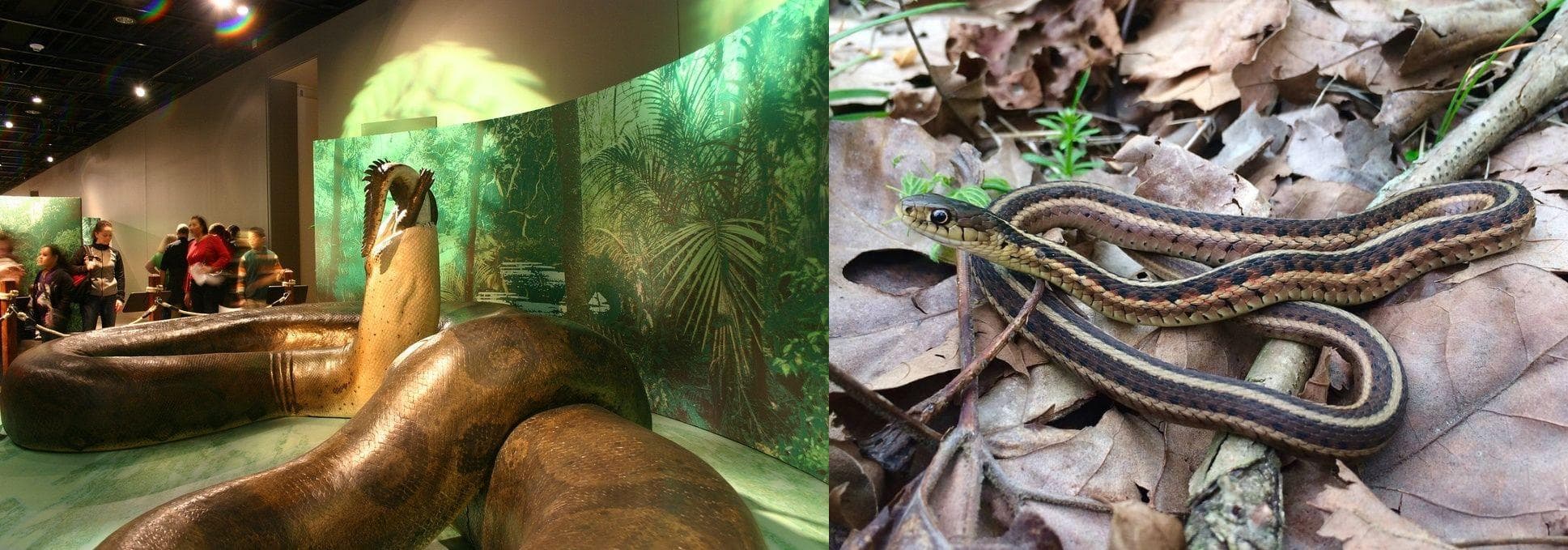 Animals That Were Terrifyingly Bigger in Prehistoric Times