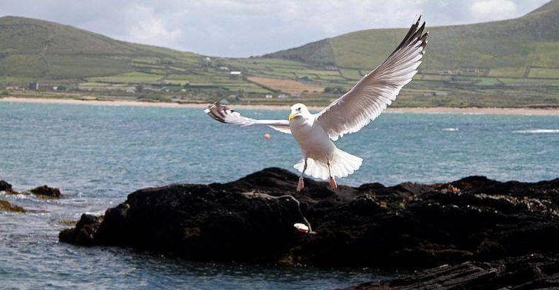 Weird Alcohol That's Made from Strange Substances