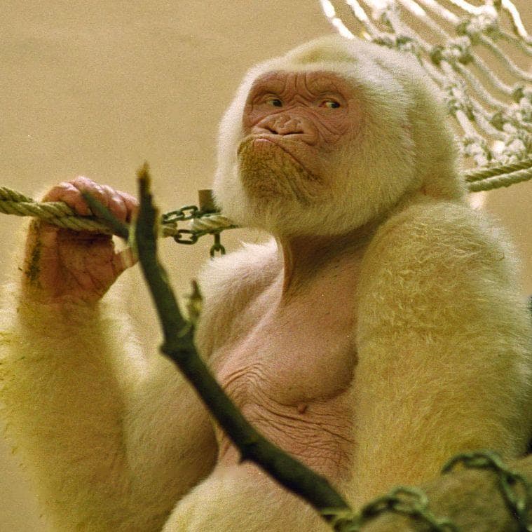 The Craziest Humanoid Cryptids From Every State