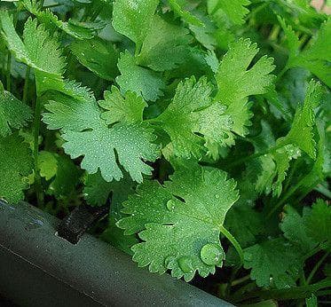 Weird Things You Actually Got from Your Genes