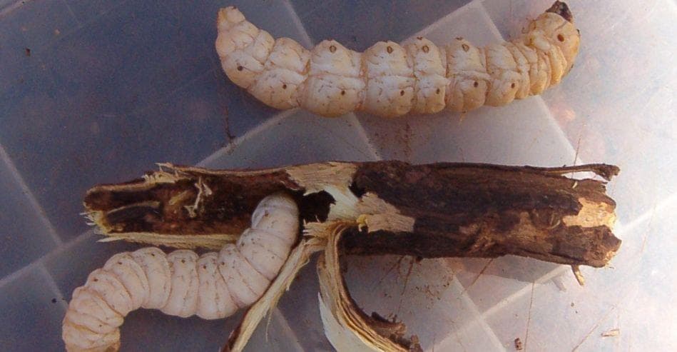 12 Dishes Where Animals Are Served and Eaten Alive