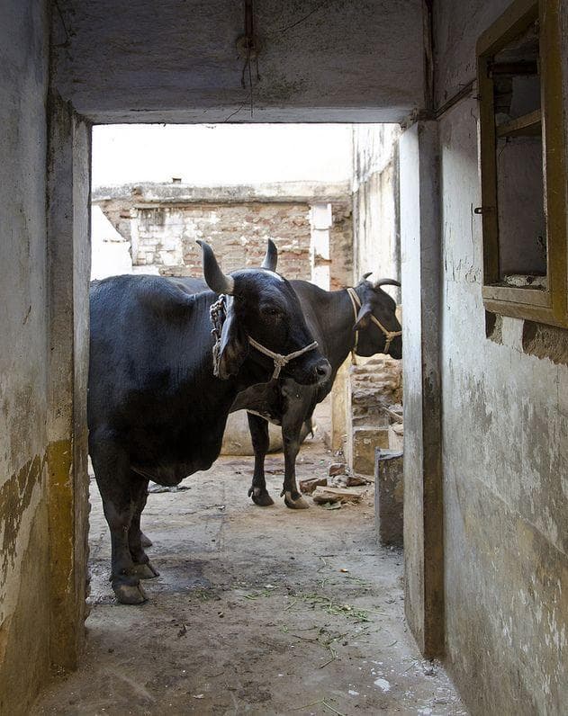 15 Surprising Animal Heroes Who Saved the Day