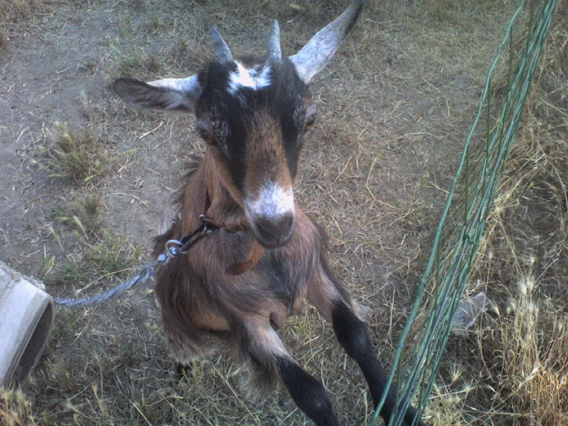 15 Surprising Animal Heroes Who Saved the Day