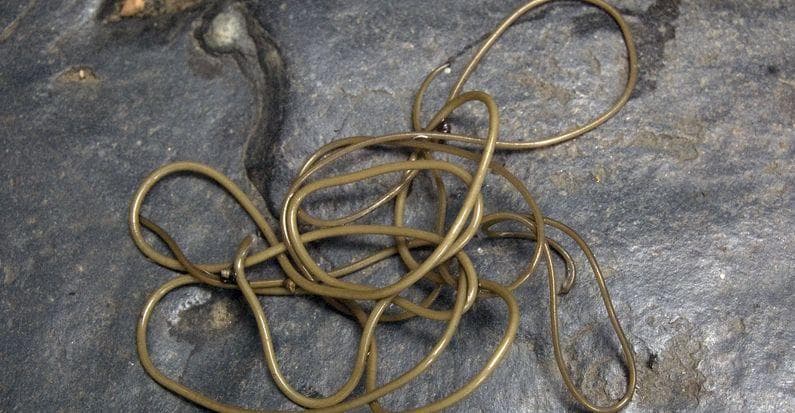 20 Scary Parasites You Can Get from Traveling