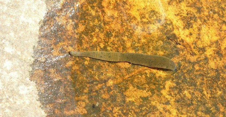 20 Scary Parasites You Can Get from Traveling