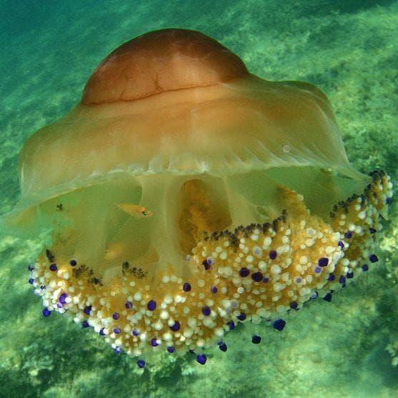 The Most Amazing Jellyfish in the Ocean