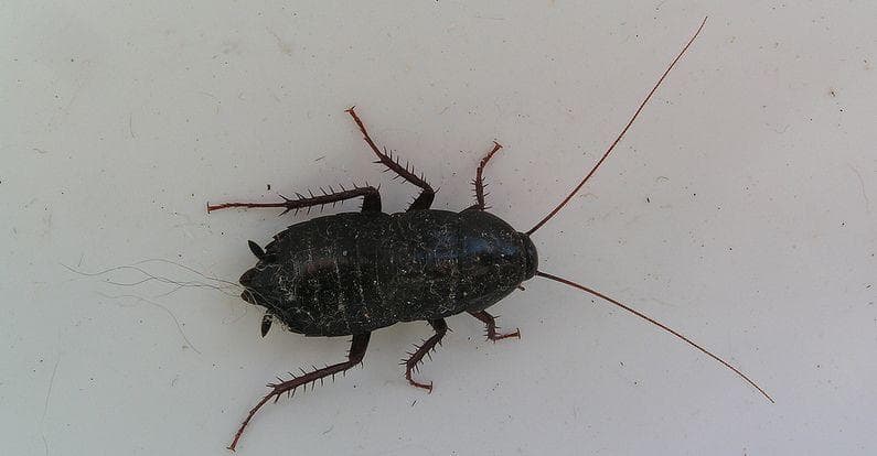 The Most Disgusting Things Ever Found in People's Ears