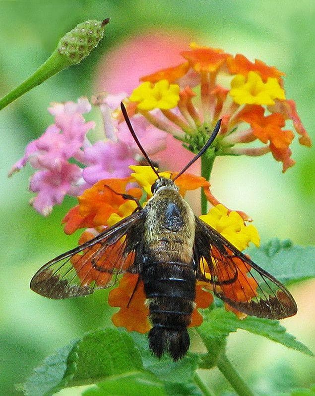 The Most Disgusting Things Ever Found in People's Ears