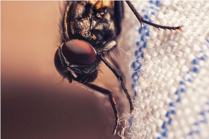 The Most Disgusting Things Ever Found in People's Ears