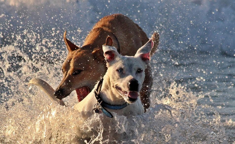 22 Things You Didn't Know About Sharks
