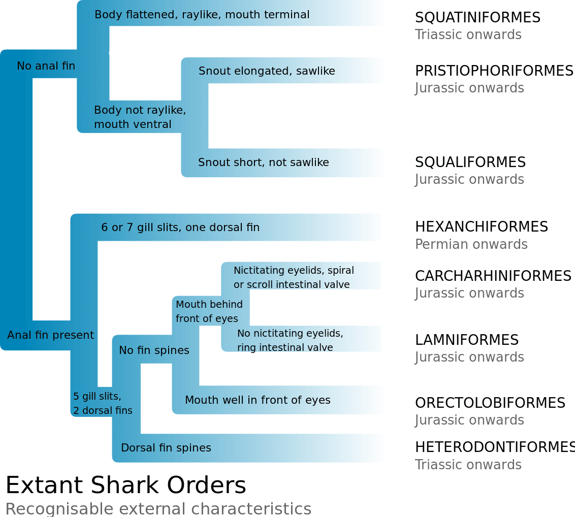22 Things You Didn't Know About Sharks