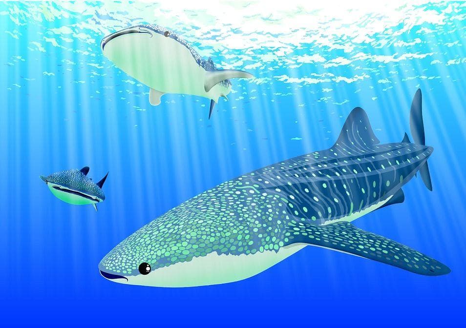 22 Things You Didn't Know About Sharks