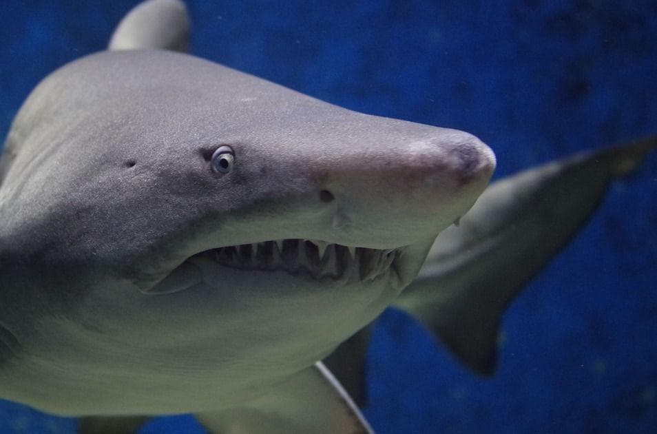 22 Things You Didn't Know About Sharks