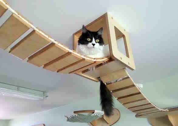 28 Cats Sitting In Really High Places
