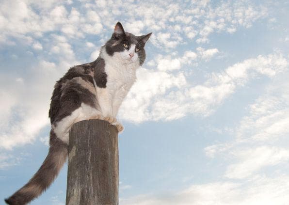 28 Cats Sitting In Really High Places