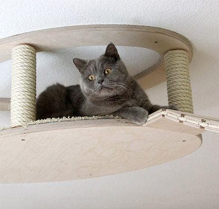 28 Cats Sitting In Really High Places