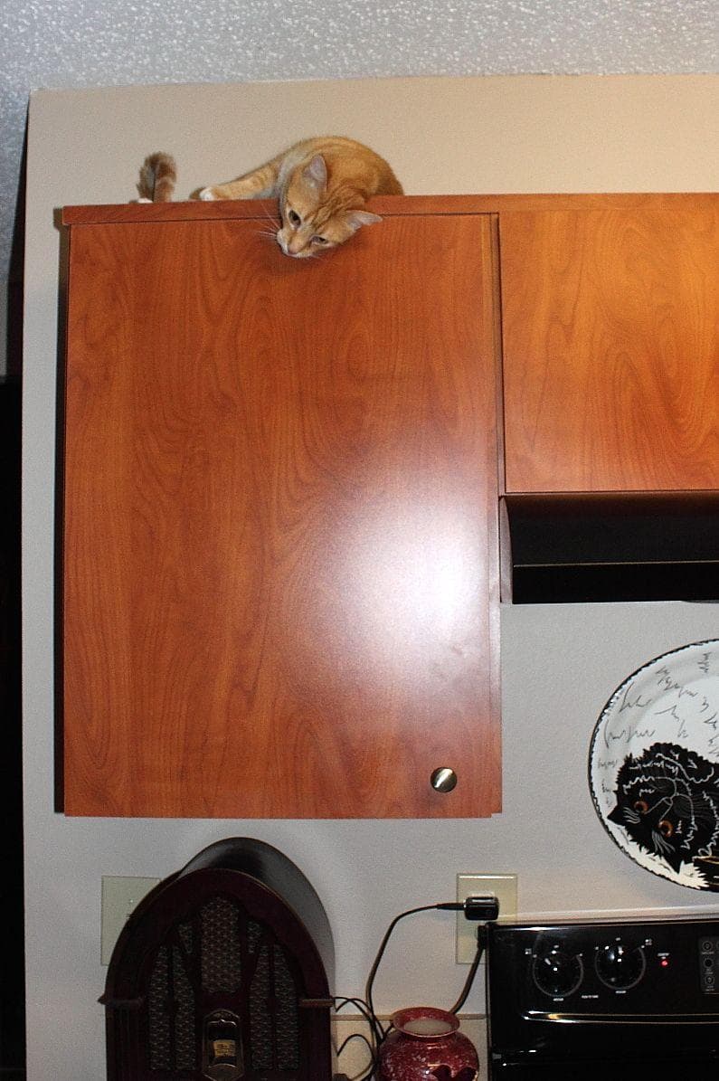 28 Cats Sitting In Really High Places