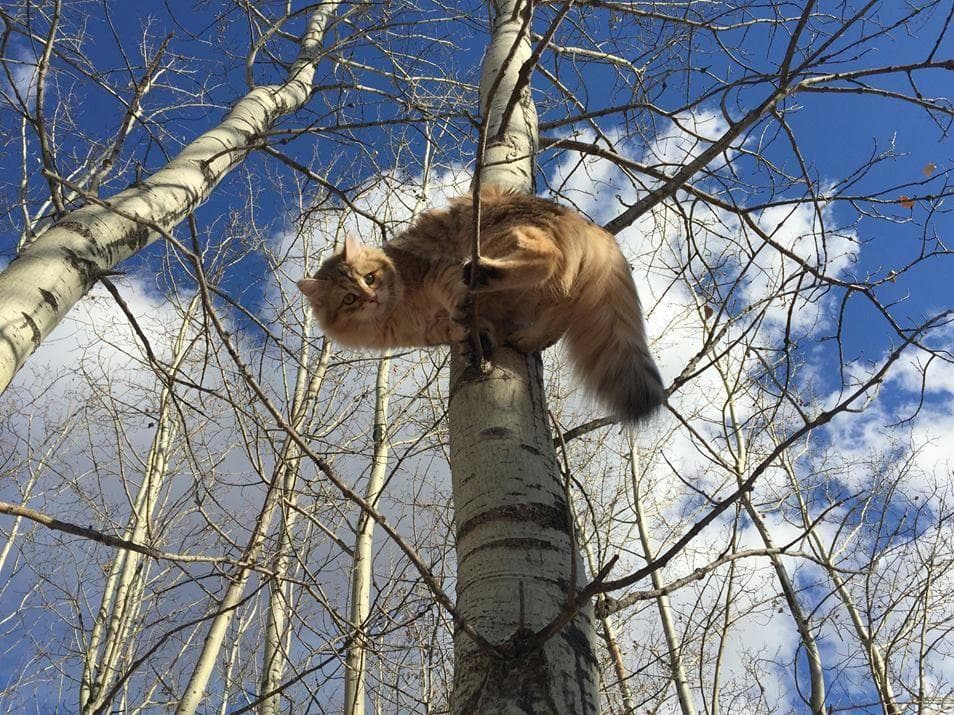 28 Cats Sitting In Really High Places