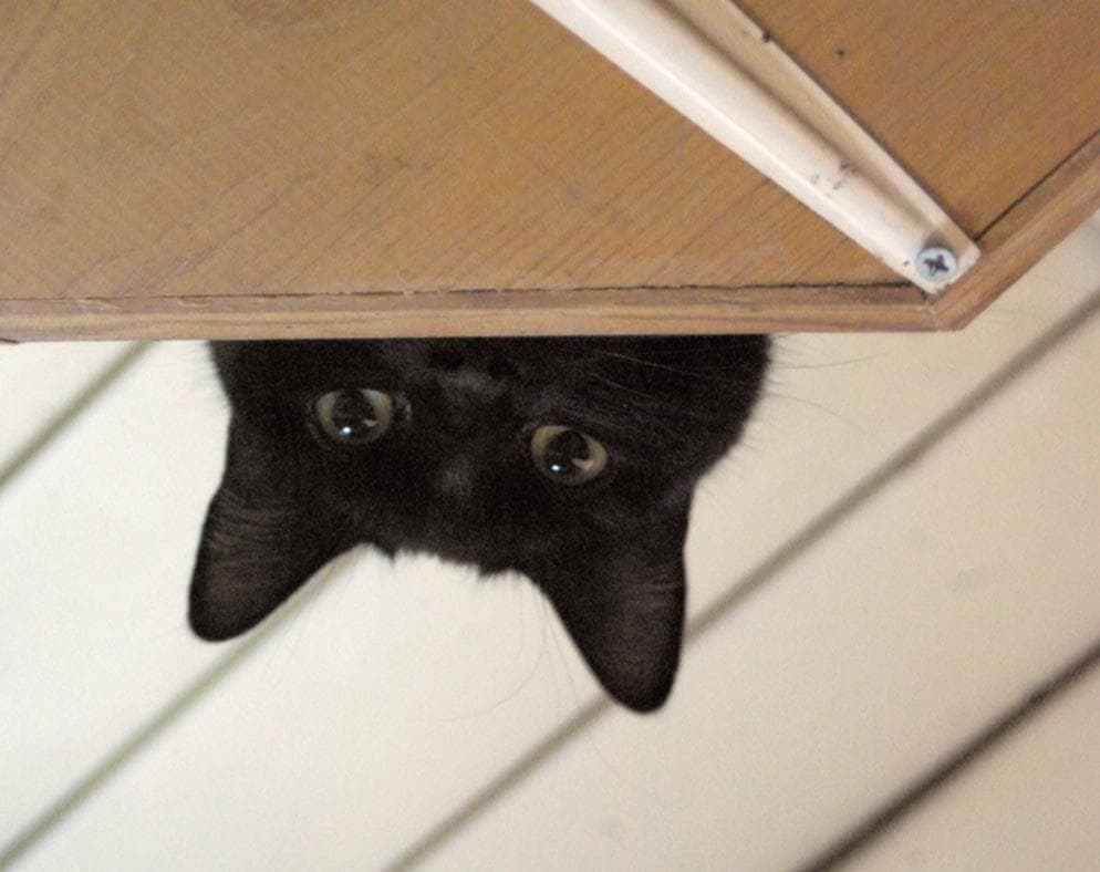 28 Cats Sitting In Really High Places
