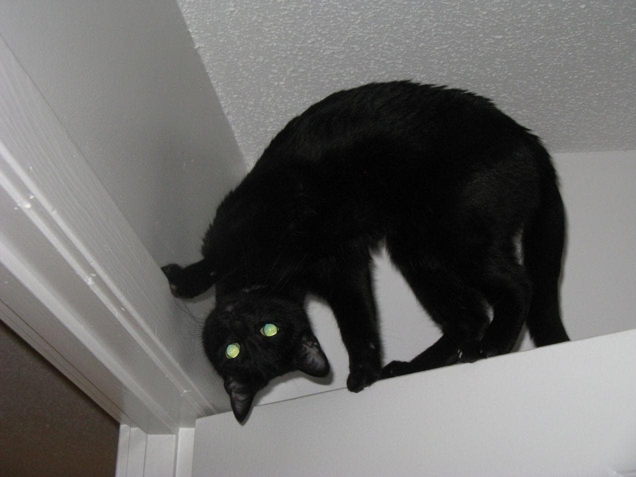 28 Cats Sitting In Really High Places