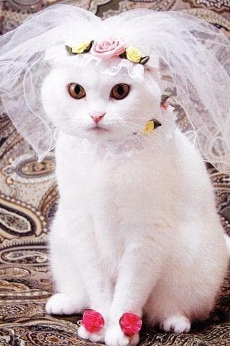 Purrfect Pictures of Cat Weddings