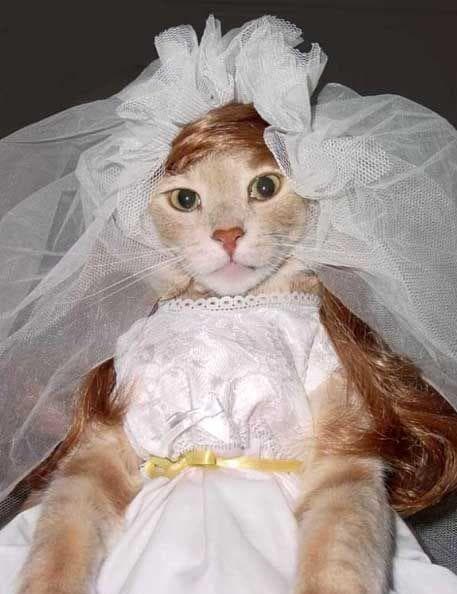 Purrfect Pictures of Cat Weddings