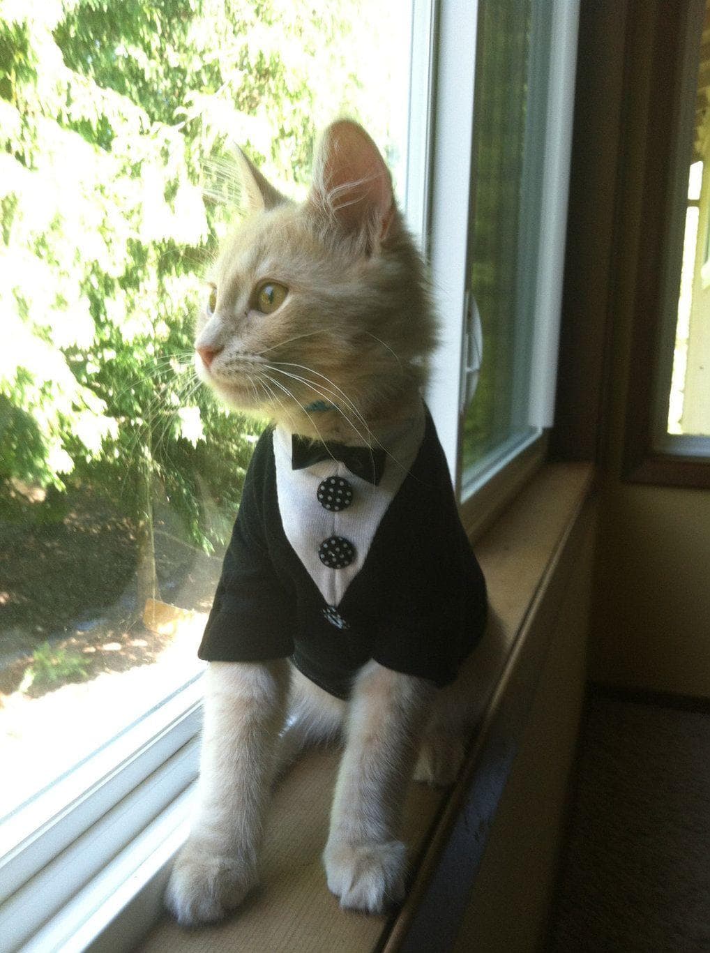 Purrfect Pictures of Cat Weddings