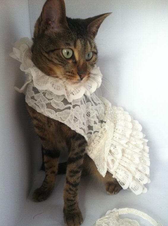 Purrfect Pictures of Cat Weddings