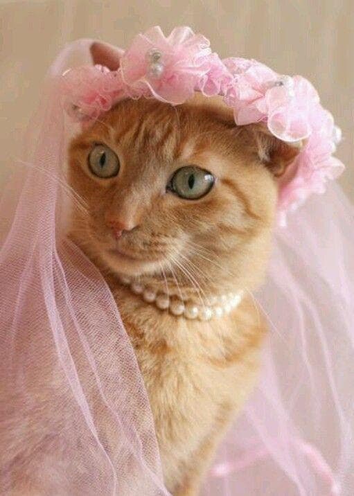 Purrfect Pictures of Cat Weddings