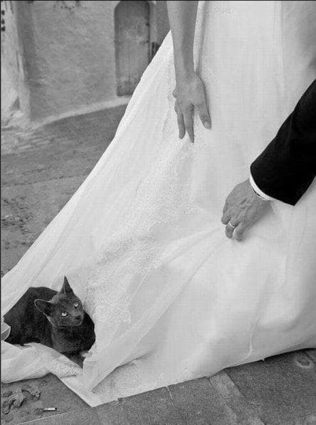 Purrfect Pictures of Cat Weddings