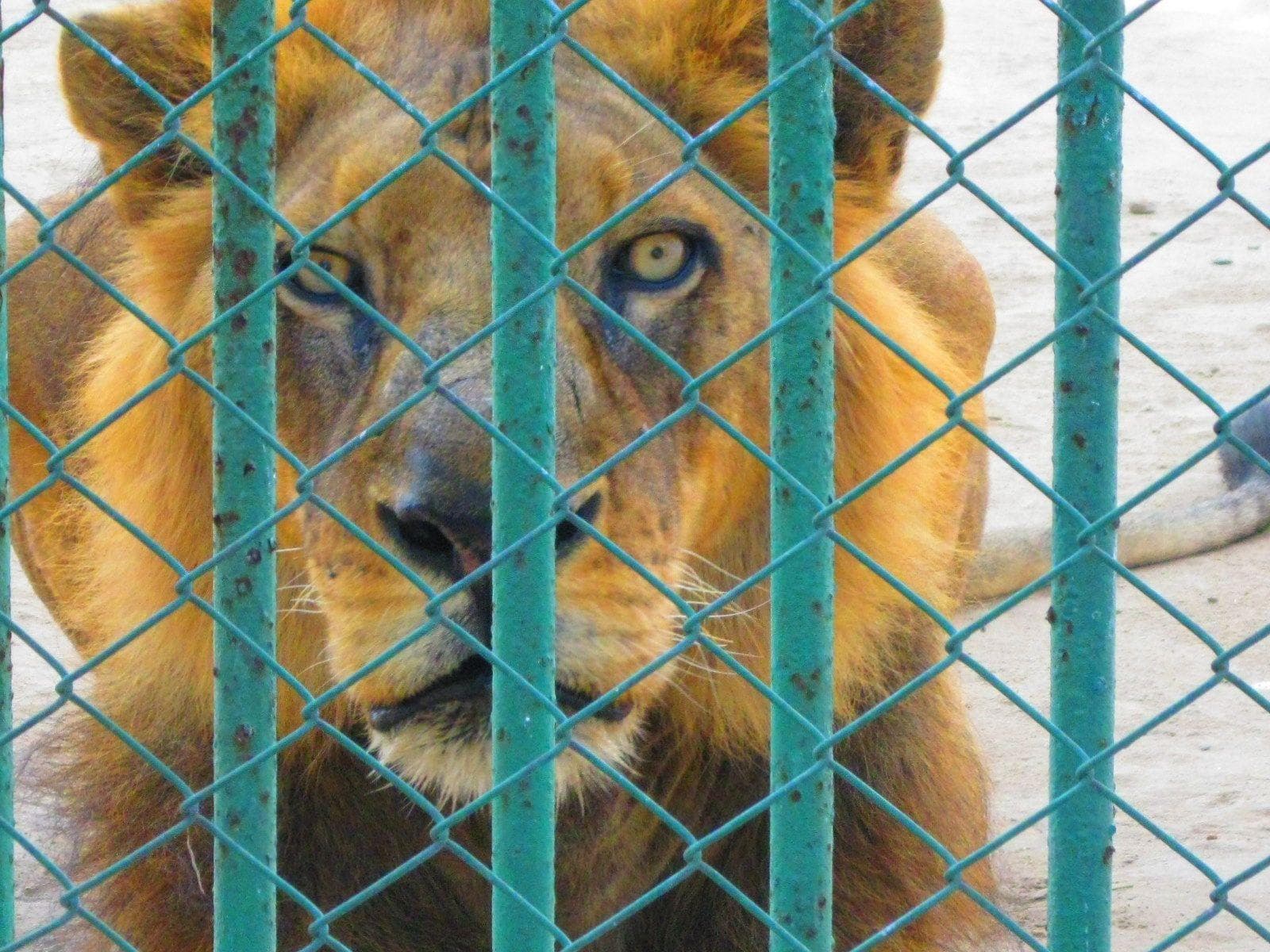 18 Terrifying Stories of Pets Who Attacked Their Owners