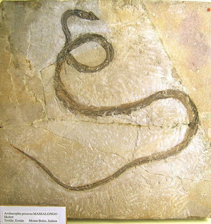 25 Fascinating Trivia Facts About Snakes