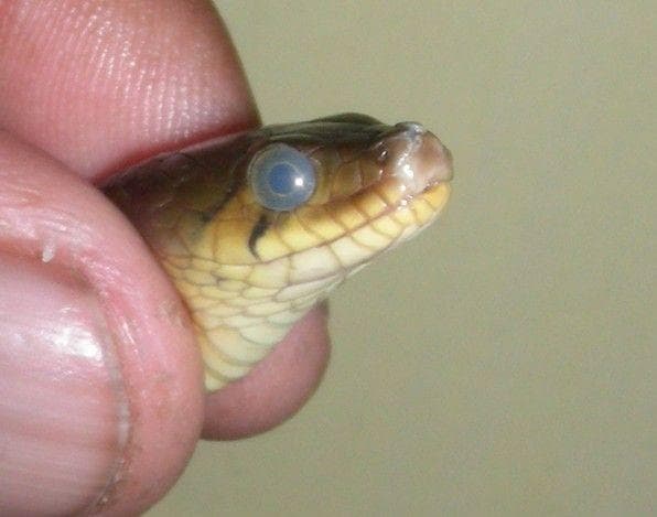 25 Fascinating Trivia Facts About Snakes