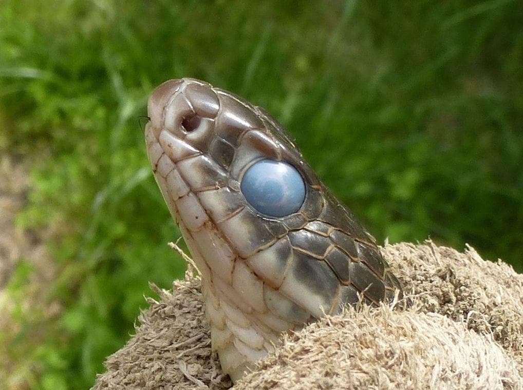 25 Fascinating Trivia Facts About Snakes