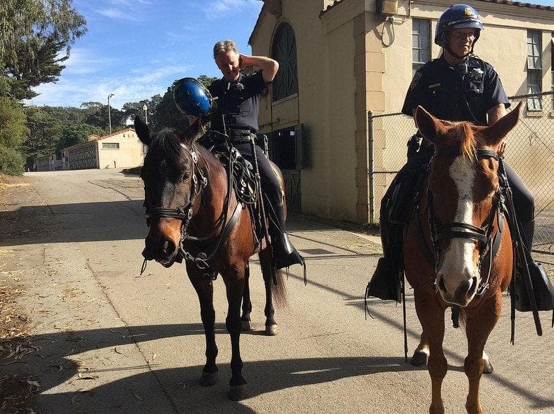 Helpful Animals Besides Dogs That Have Assisted the Cops