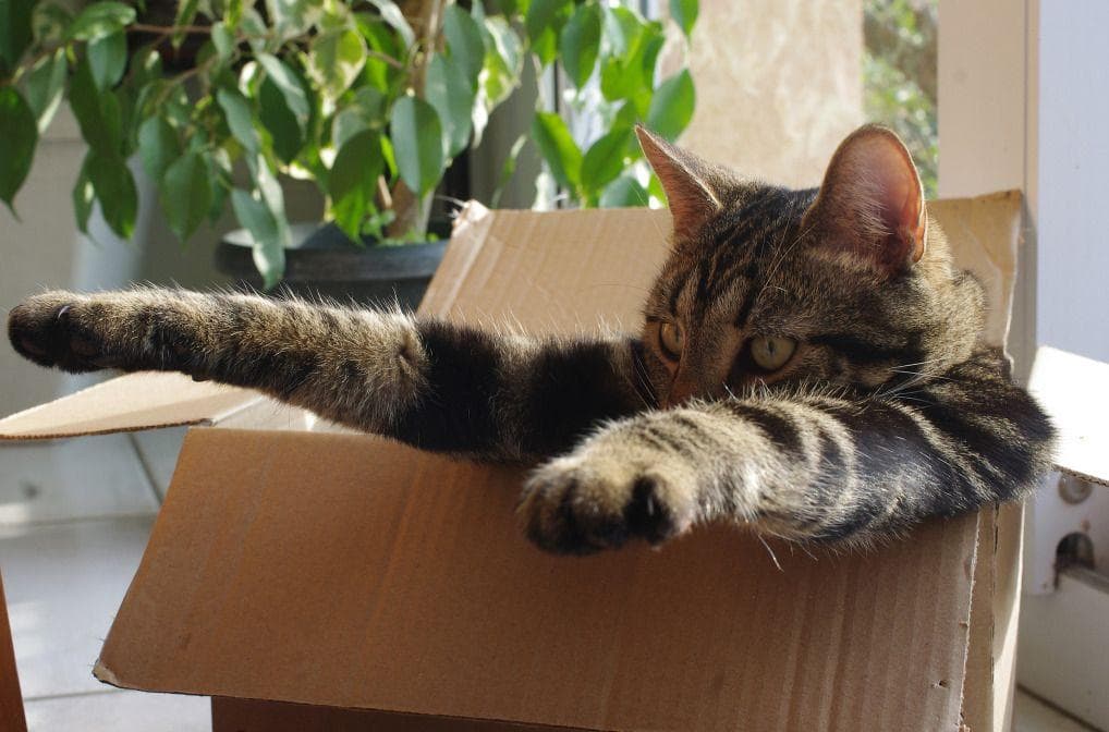 Adorable Pictures of Cats in Boxes (33 Photos)