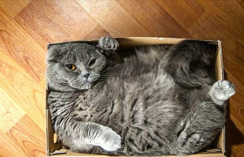 Adorable Pictures of Cats in Boxes (33 Photos)
