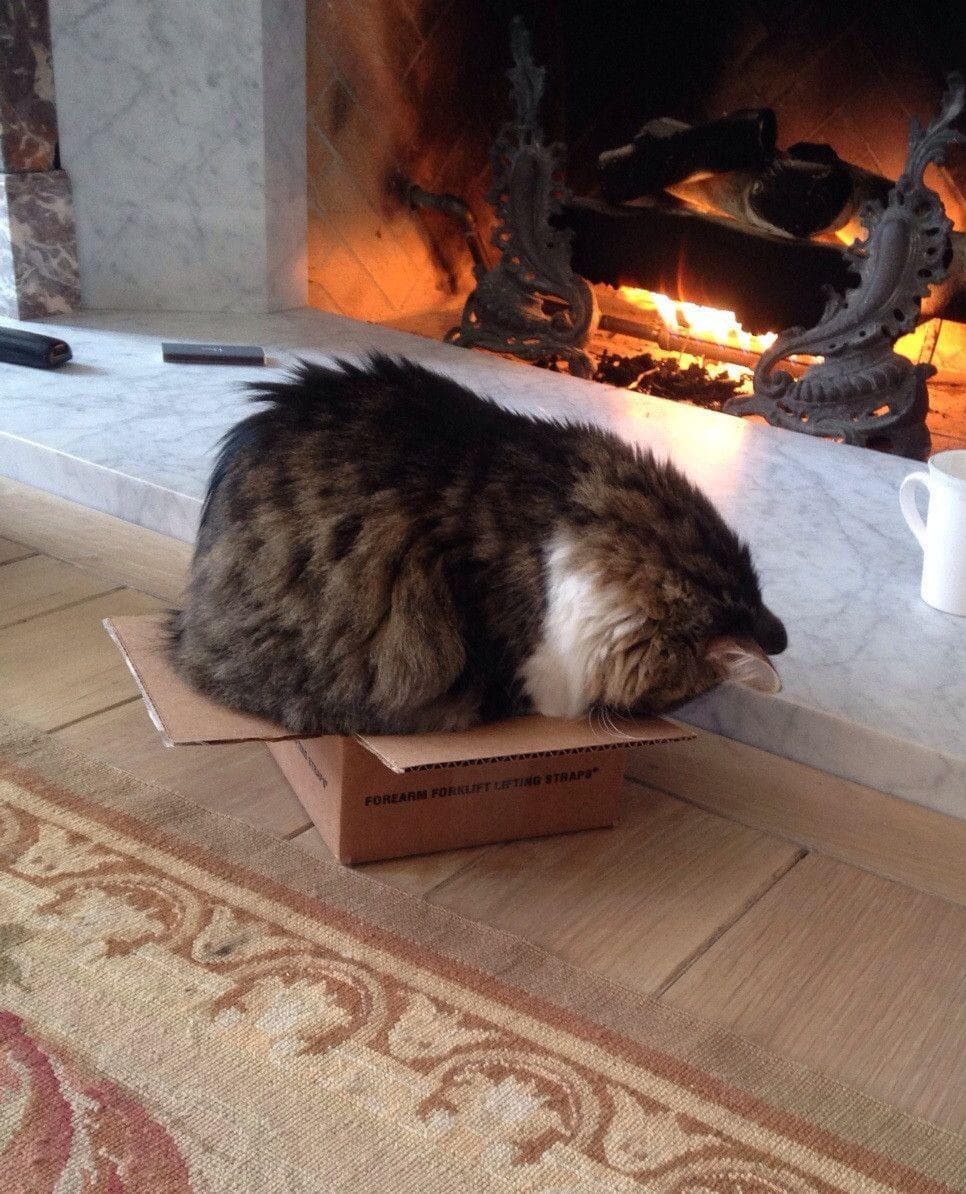 Adorable Pictures of Cats in Boxes (33 Photos)
