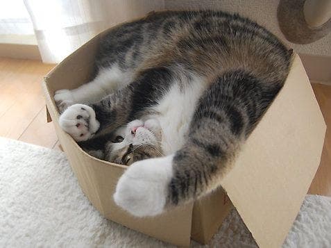 Adorable Pictures of Cats in Boxes (33 Photos)