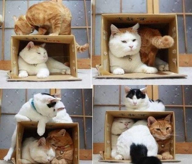 Adorable Pictures of Cats in Boxes (33 Photos)