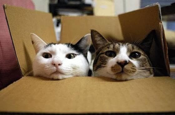 Adorable Pictures of Cats in Boxes (33 Photos)