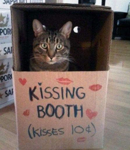 Adorable Pictures of Cats in Boxes (33 Photos)