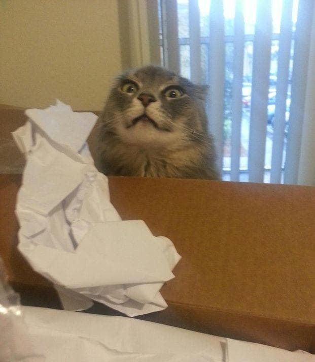 Adorable Pictures of Cats in Boxes (33 Photos)