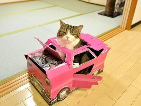 Adorable Pictures of Cats in Boxes (33 Photos)