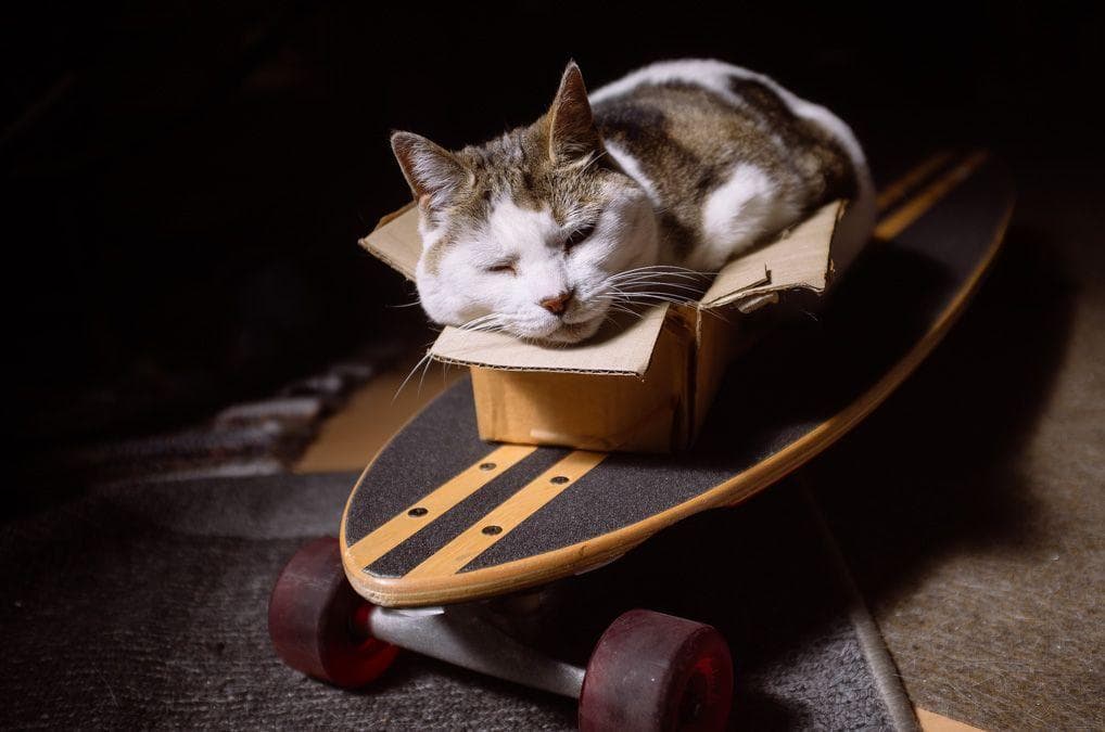 Adorable Pictures of Cats in Boxes (33 Photos)