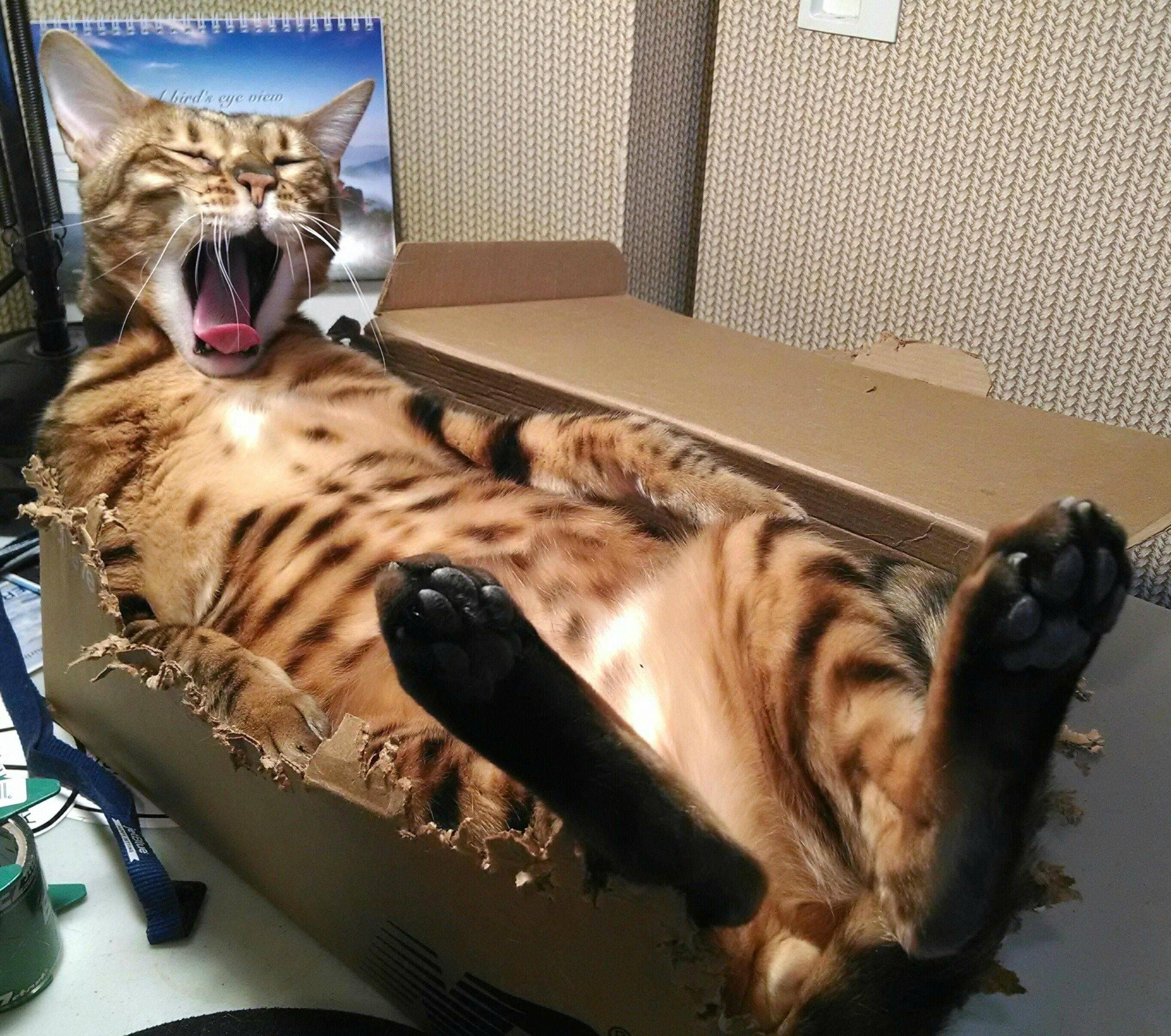 Adorable Pictures of Cats in Boxes (33 Photos)